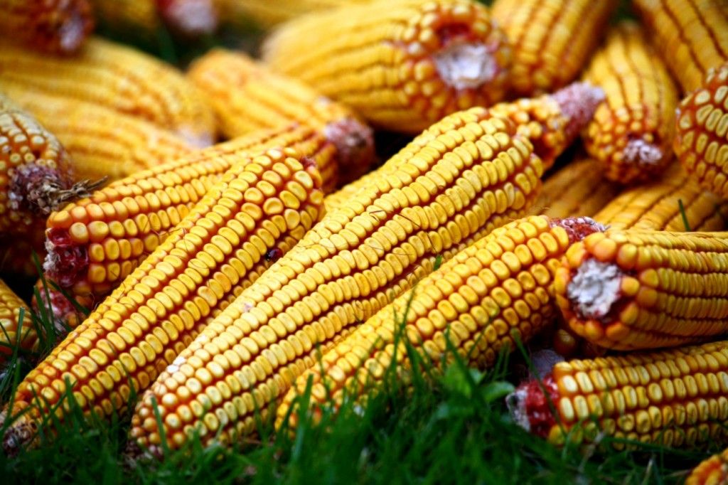 PORUMBUL ORGANIC ROMANESC SE VINDE TOT MAI BINE IN SUA